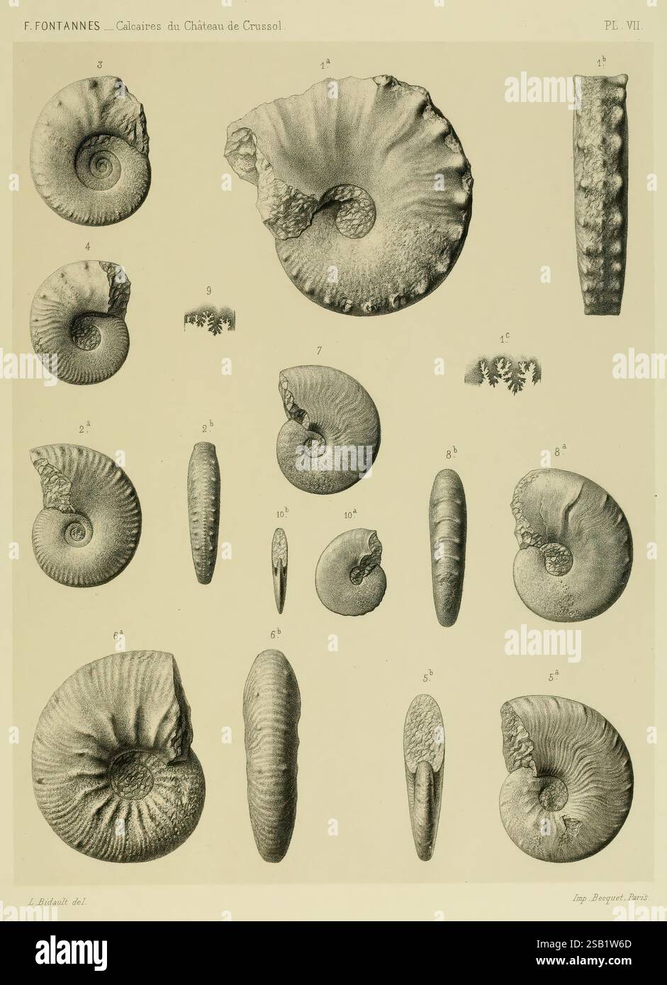 Description, de, Ammonites, des, Calcaires, du, Château, de, Crussol ...