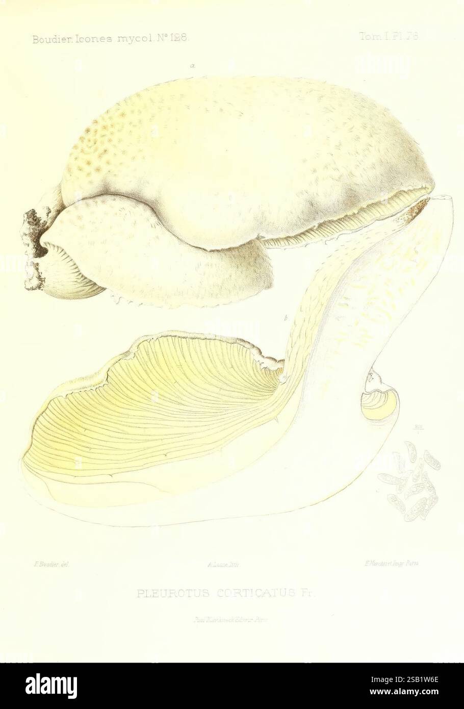 Pale coloration speckled hi-res stock photography and images - Alamy