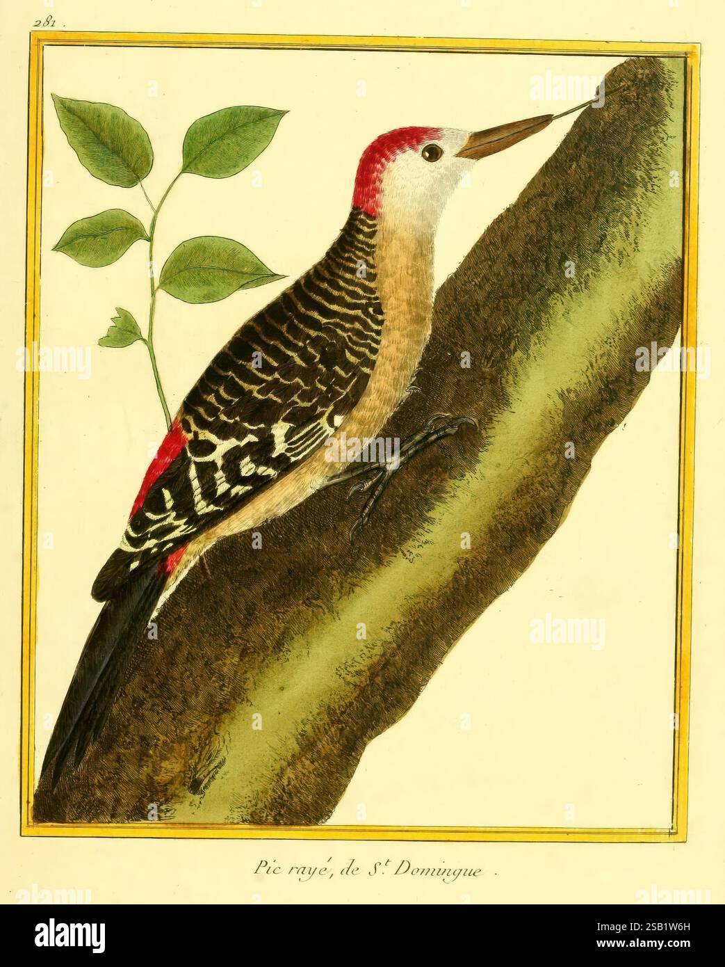 Intricate feather patterns contribute hi-res stock photography and ...