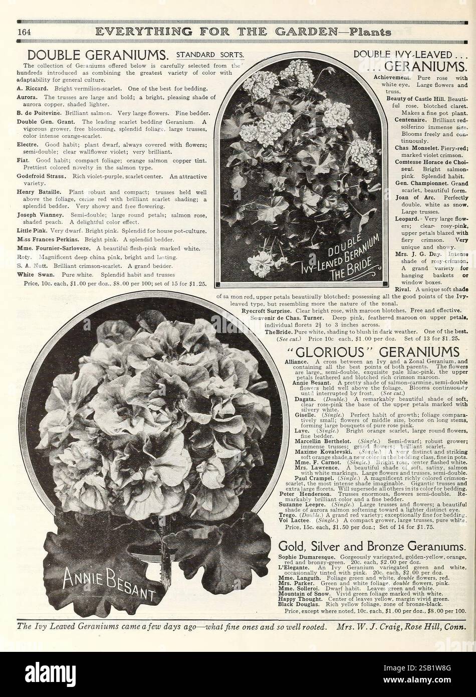 Double geranium varieties hi-res stock photography and images - Alamy