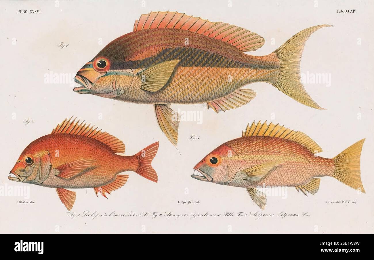 Characteristic fin shapes hi-res stock photography and images - Alamy