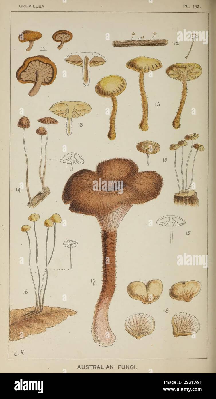 Grevillea, London, 1872-1894, cryptogamia, cryptogams, periodicals, fungi, This illustration ...
