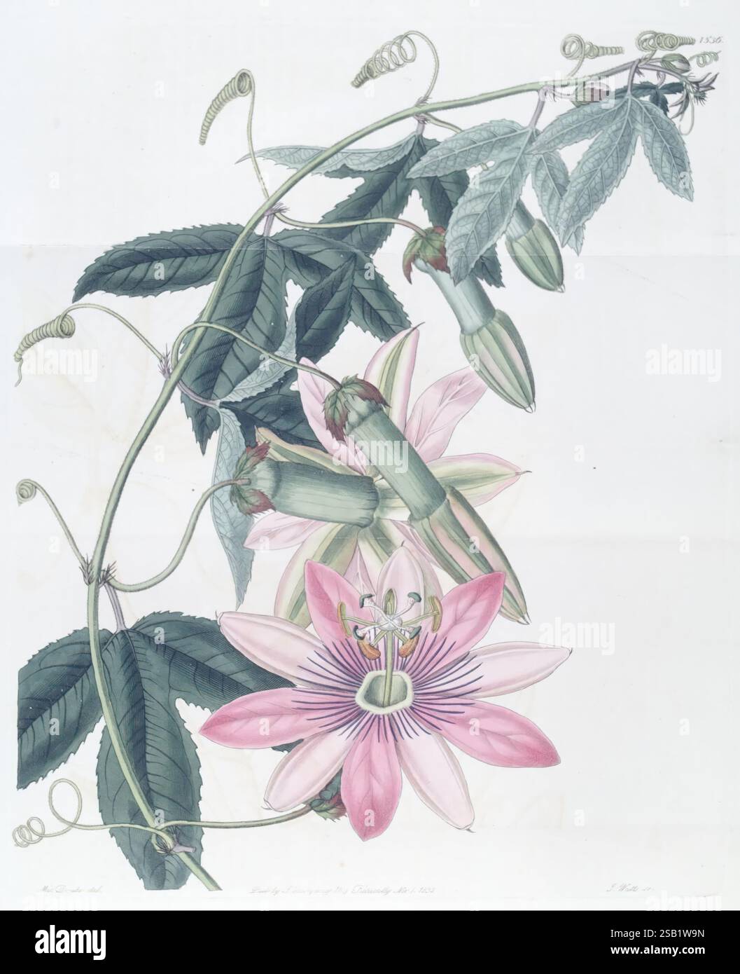 Edwards's botanical register London James Ridgway 1829-1847 1829 19th ...