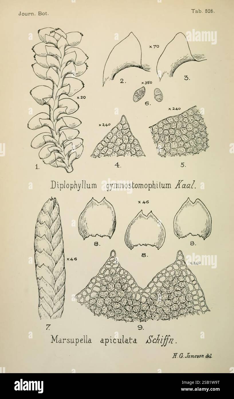 Featuring various plant structures hi-res stock photography and images ...