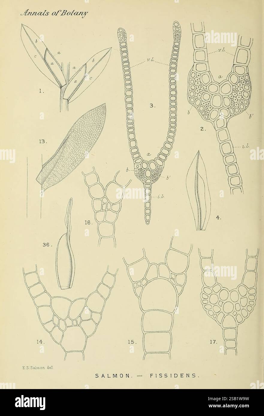 Plant anatomy essential hi-res stock photography and images - Alamy