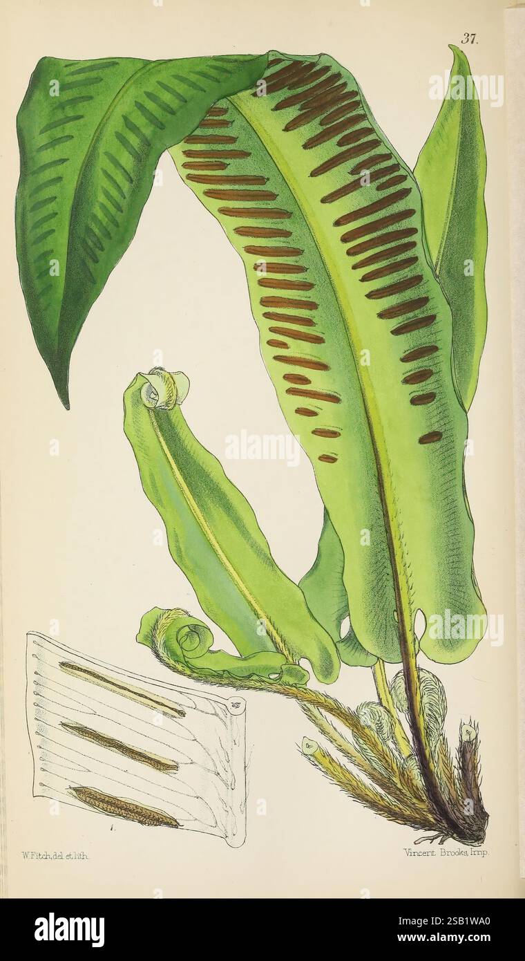 The British ferns Coloured figures and descriptions with the needful ...