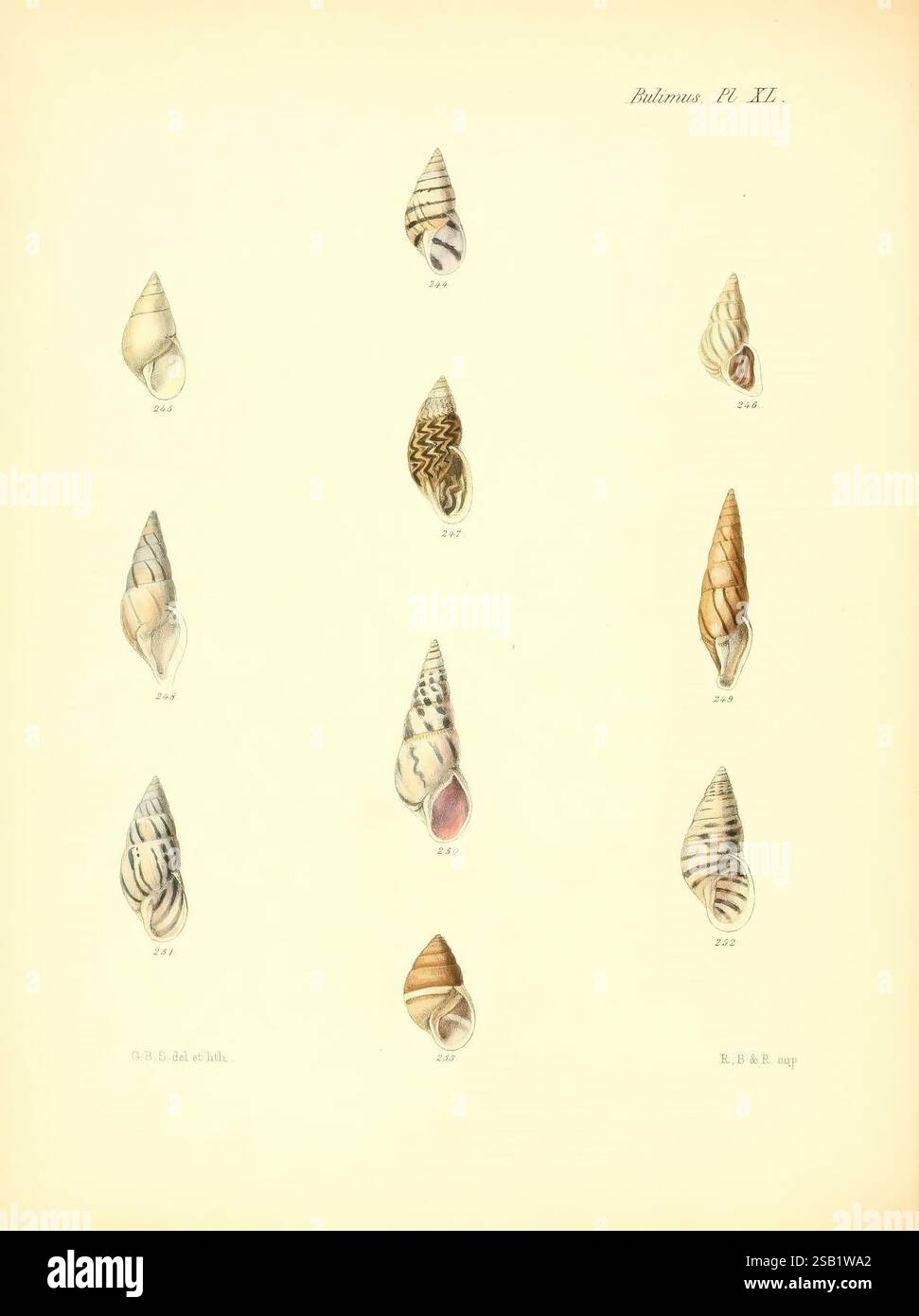 Conchologia Iconica, or Illustrations of the Shells of Molluscous ...
