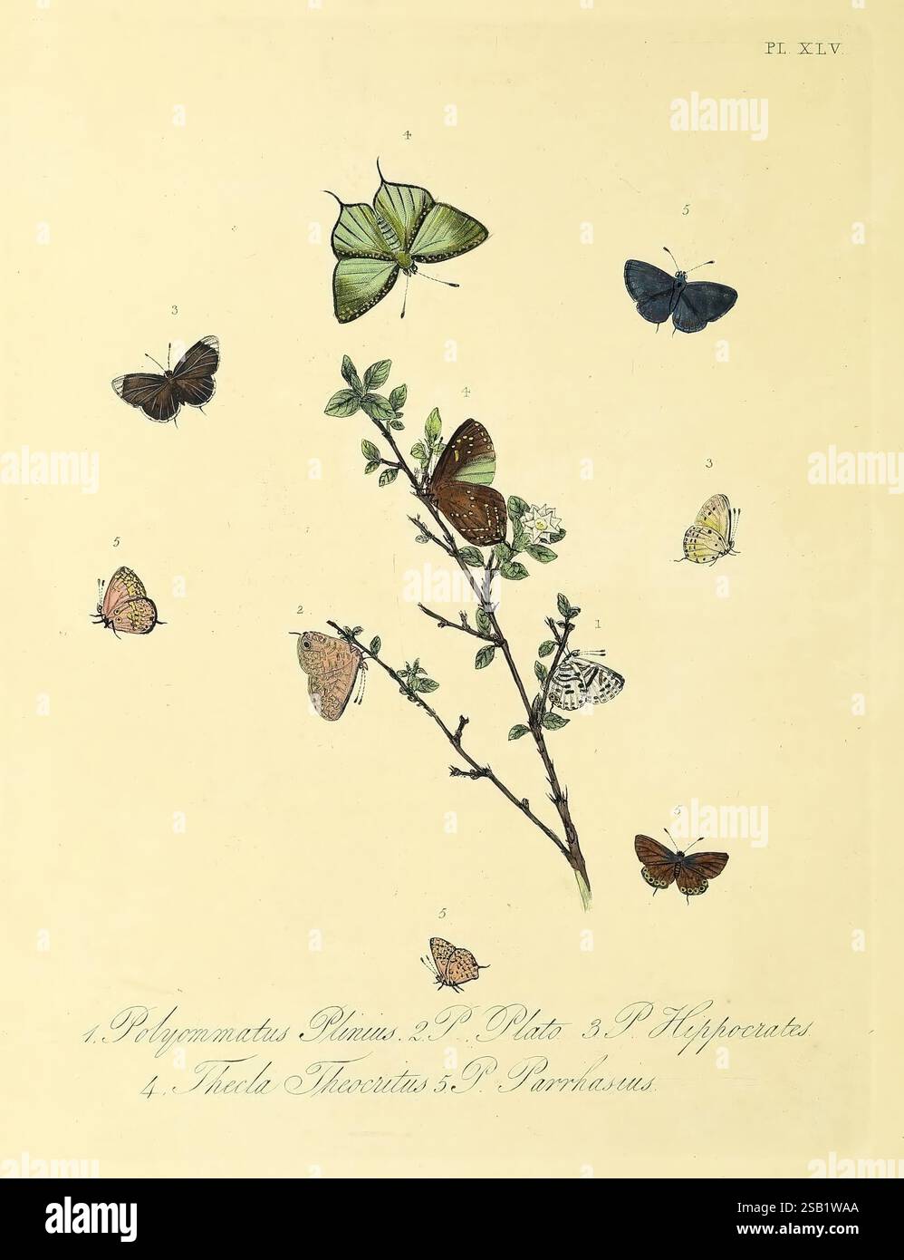 Natural history of the insects of India1842, India, Insects ...