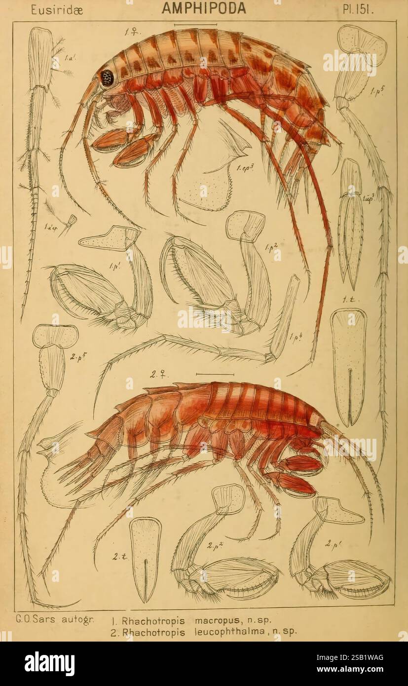 An account of the Crustacea of Norway, Christiania, A. Cammermeyer ...