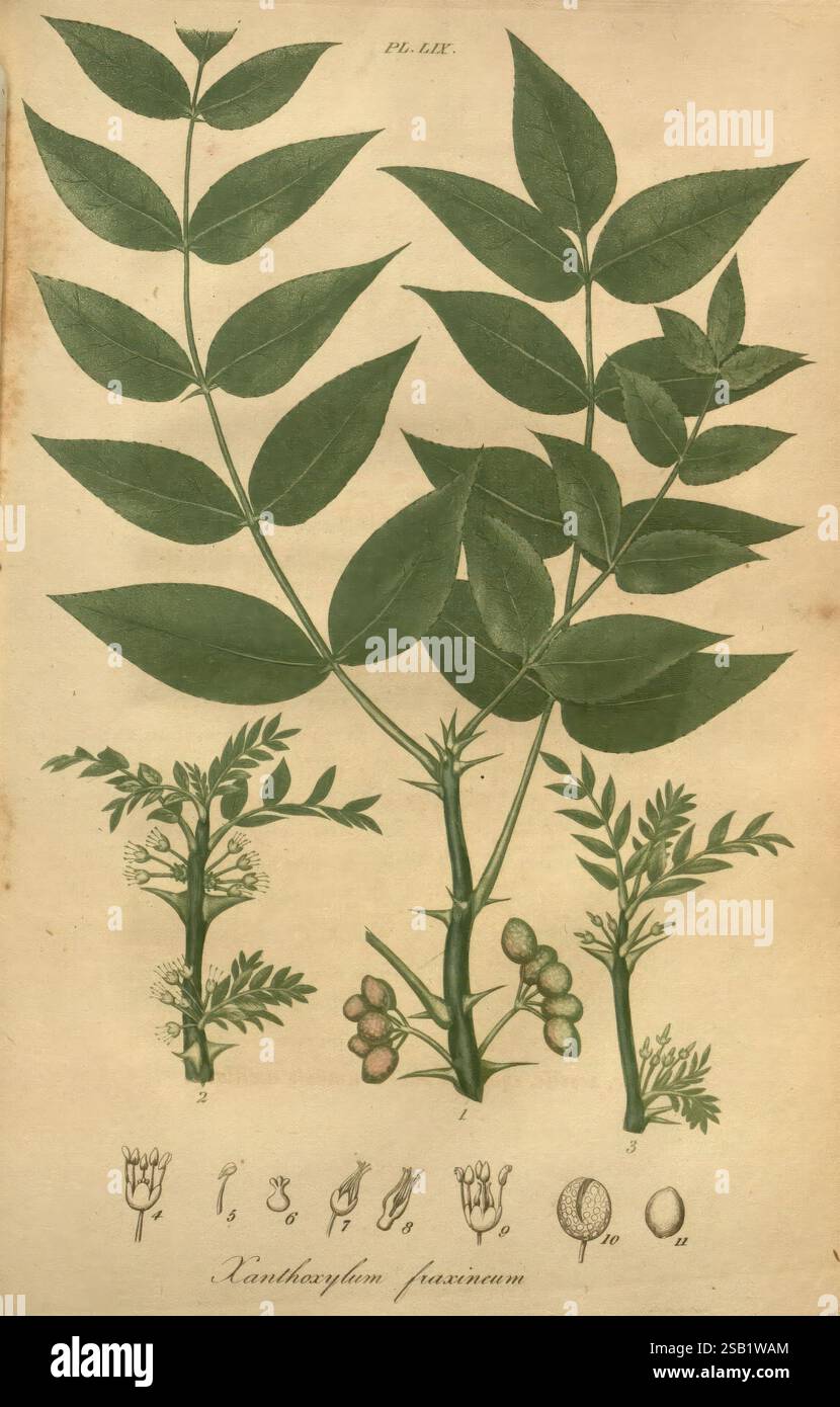American, medical, botany, Boston, Cummings, and, Hilliard, 1817-1820 ...