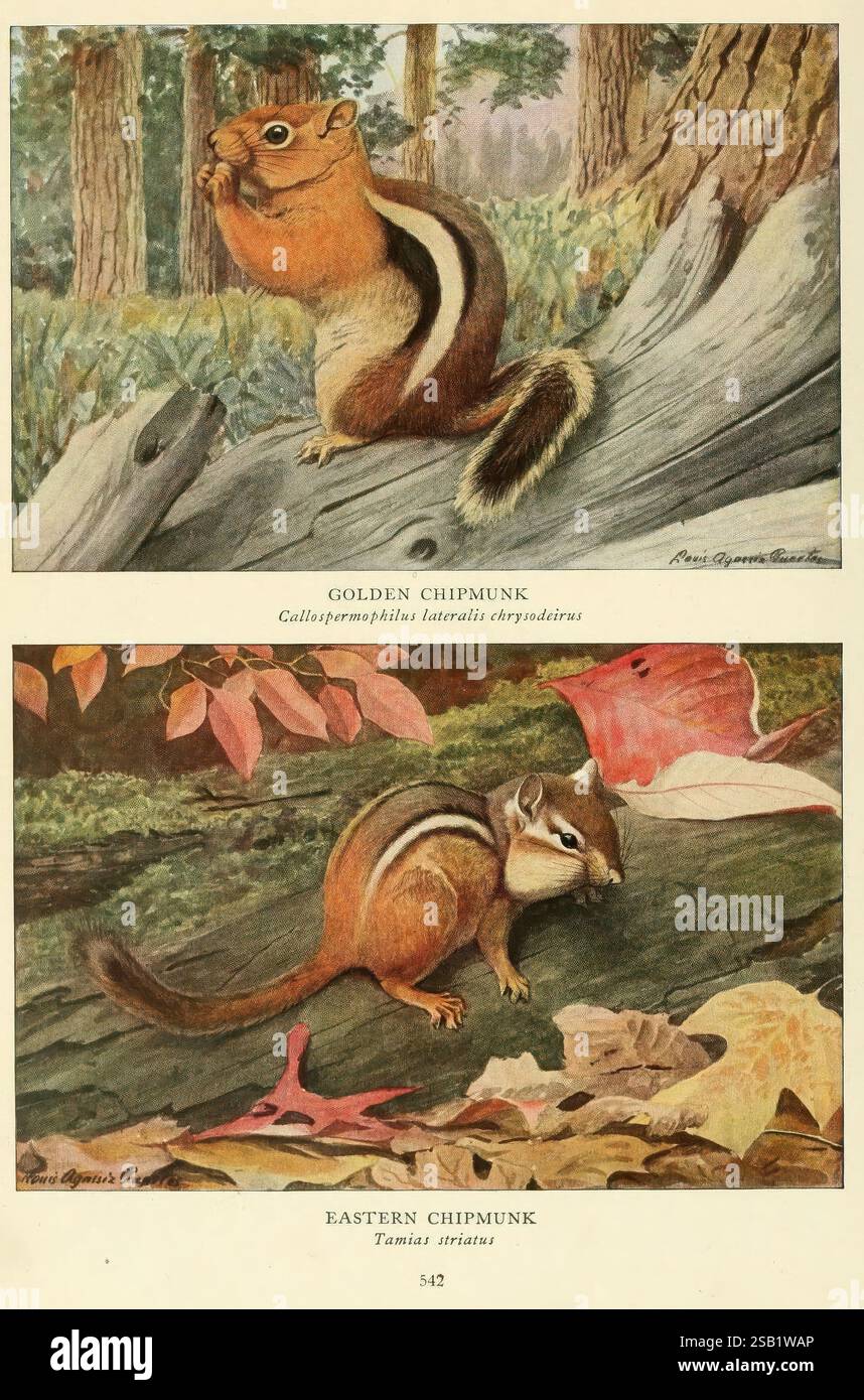 Wild animals of North America Washington, D.C. mammals North America ...