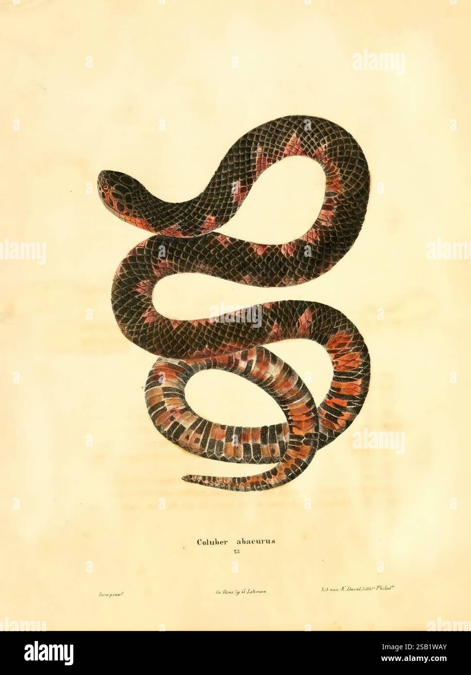 Snakes slender form hi-res stock photography and images - Alamy