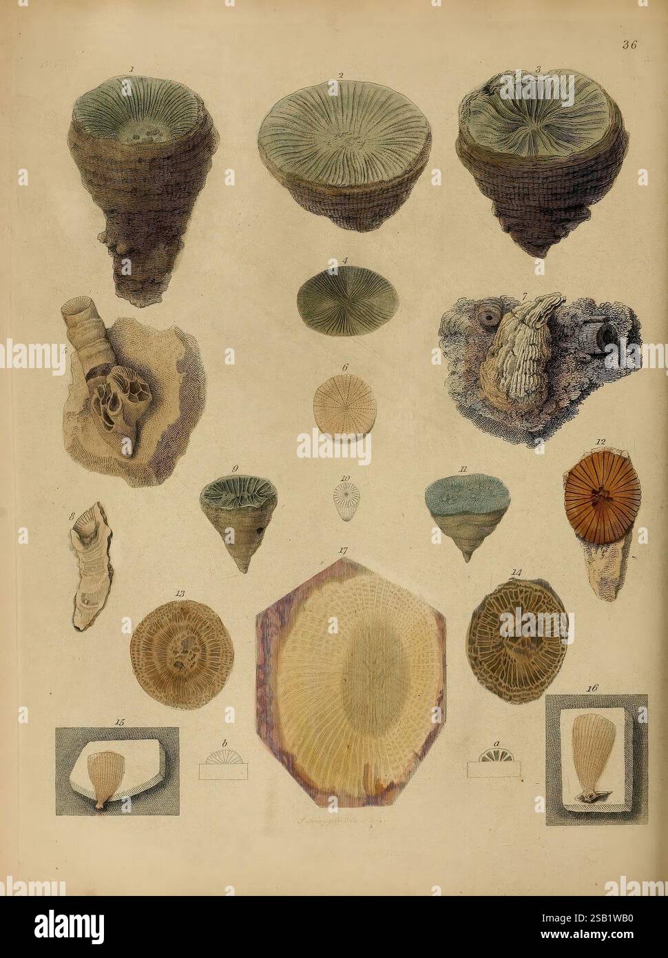 Shells exhibit different sizes hi-res stock photography and images - Alamy