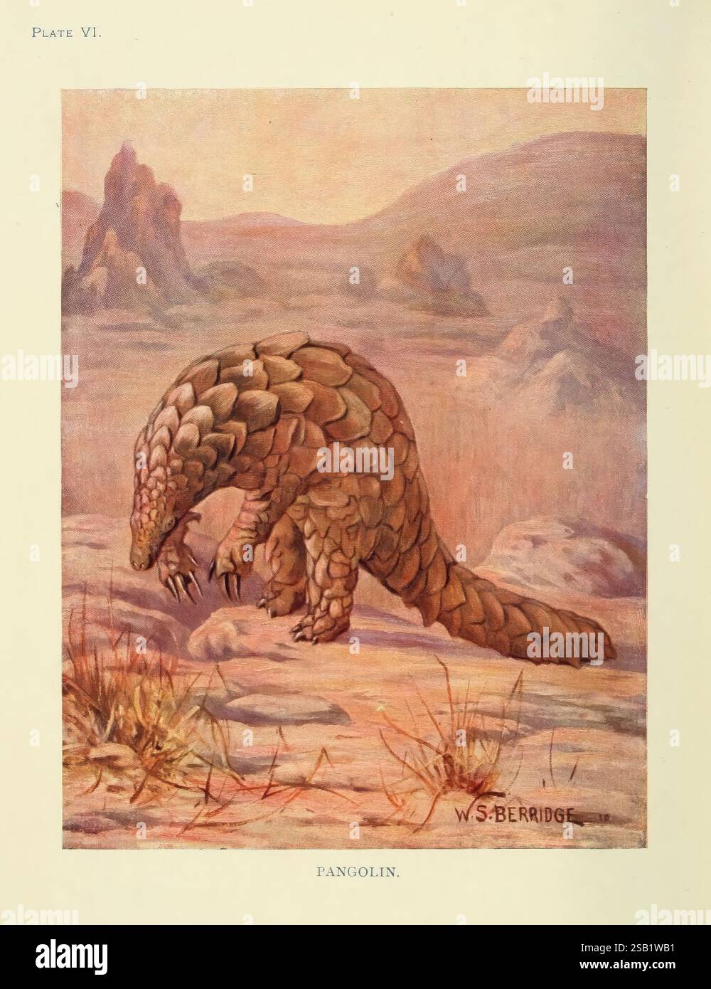 The book of the animal kingdom, London, J. M. Dent & sons, ltd, 1910 ...