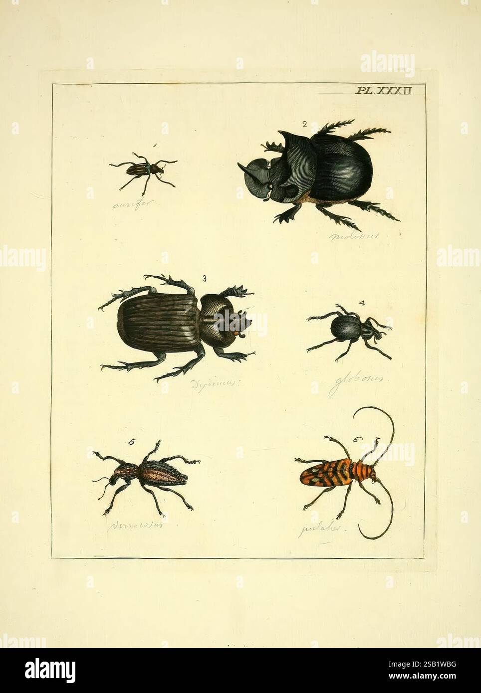 Six distinct beetle species hi-res stock photography and images - Alamy