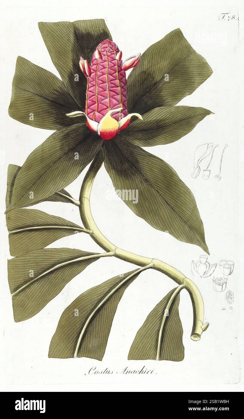 Fragmenta botanica, figuris coloratis illustrata. Viennae, Austriae ...