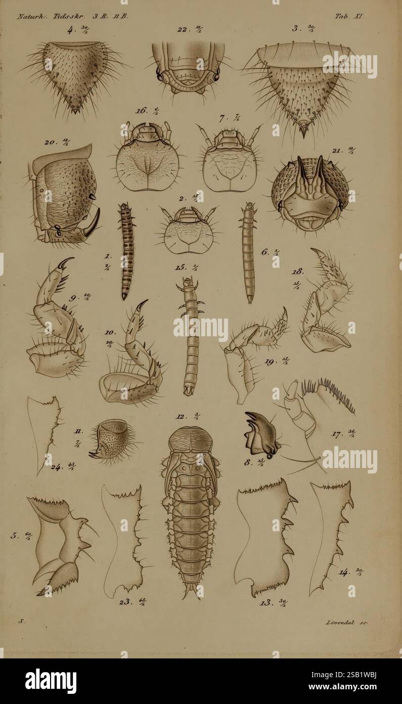 Various insect anatomies hi-res stock photography and images - Alamy
