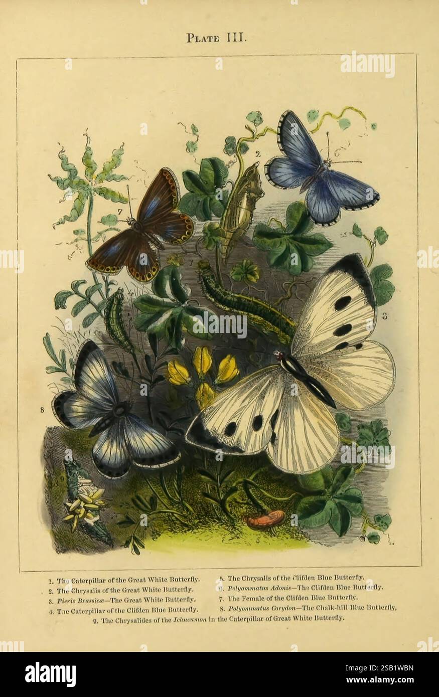 The butterfly vivarium London W. Lay 1858 insects development ...