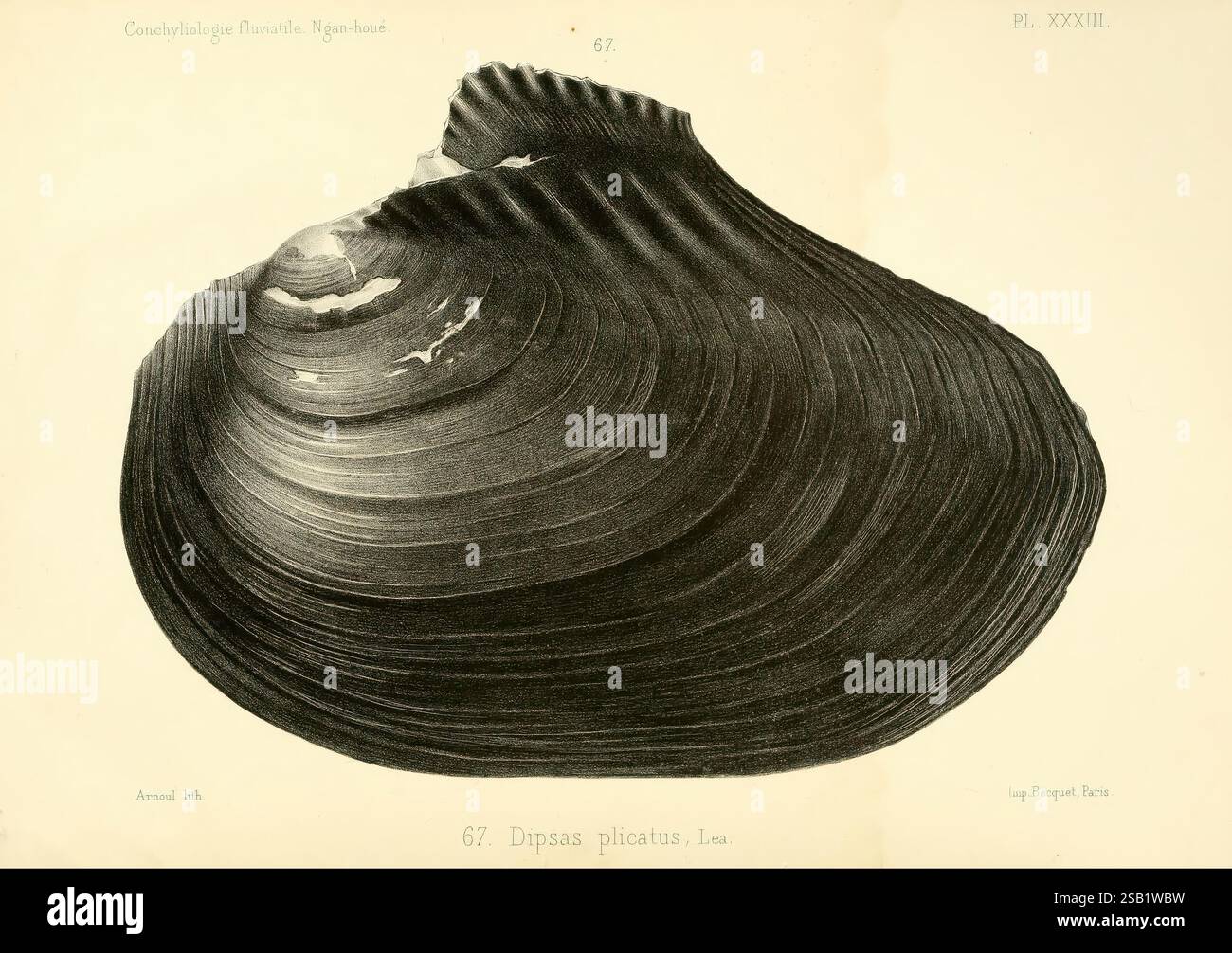 Texture reveals fine hi-res stock photography and images - Alamy