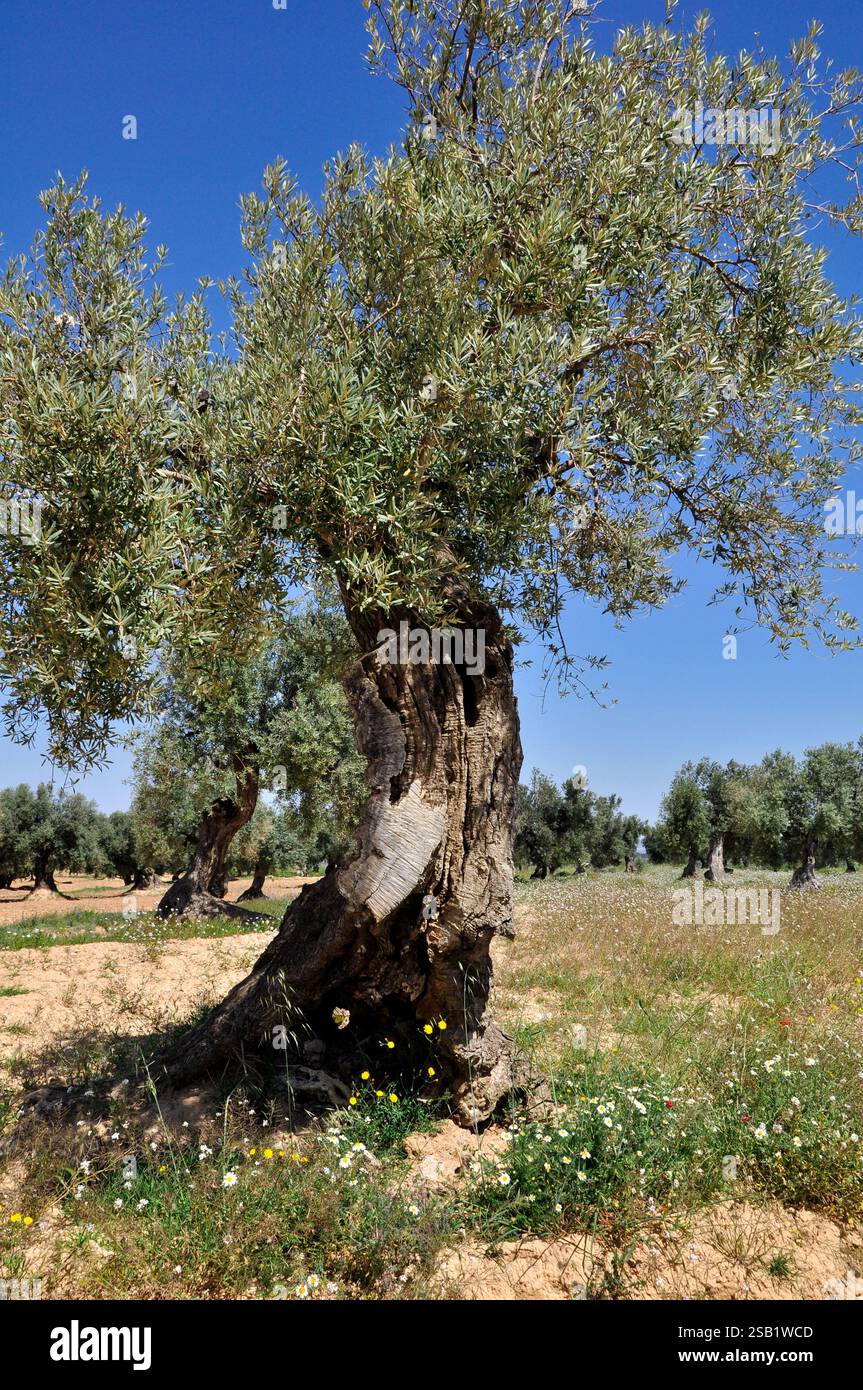 Olive tree in an olive grove near Calaceite, Matarranya Region, Teruel ...