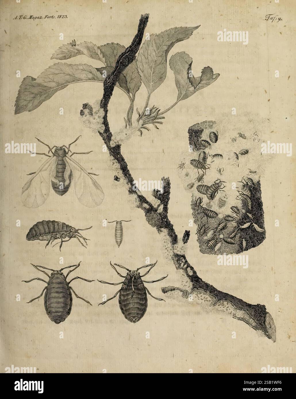 Various insects associated hi-res stock photography and images - Alamy