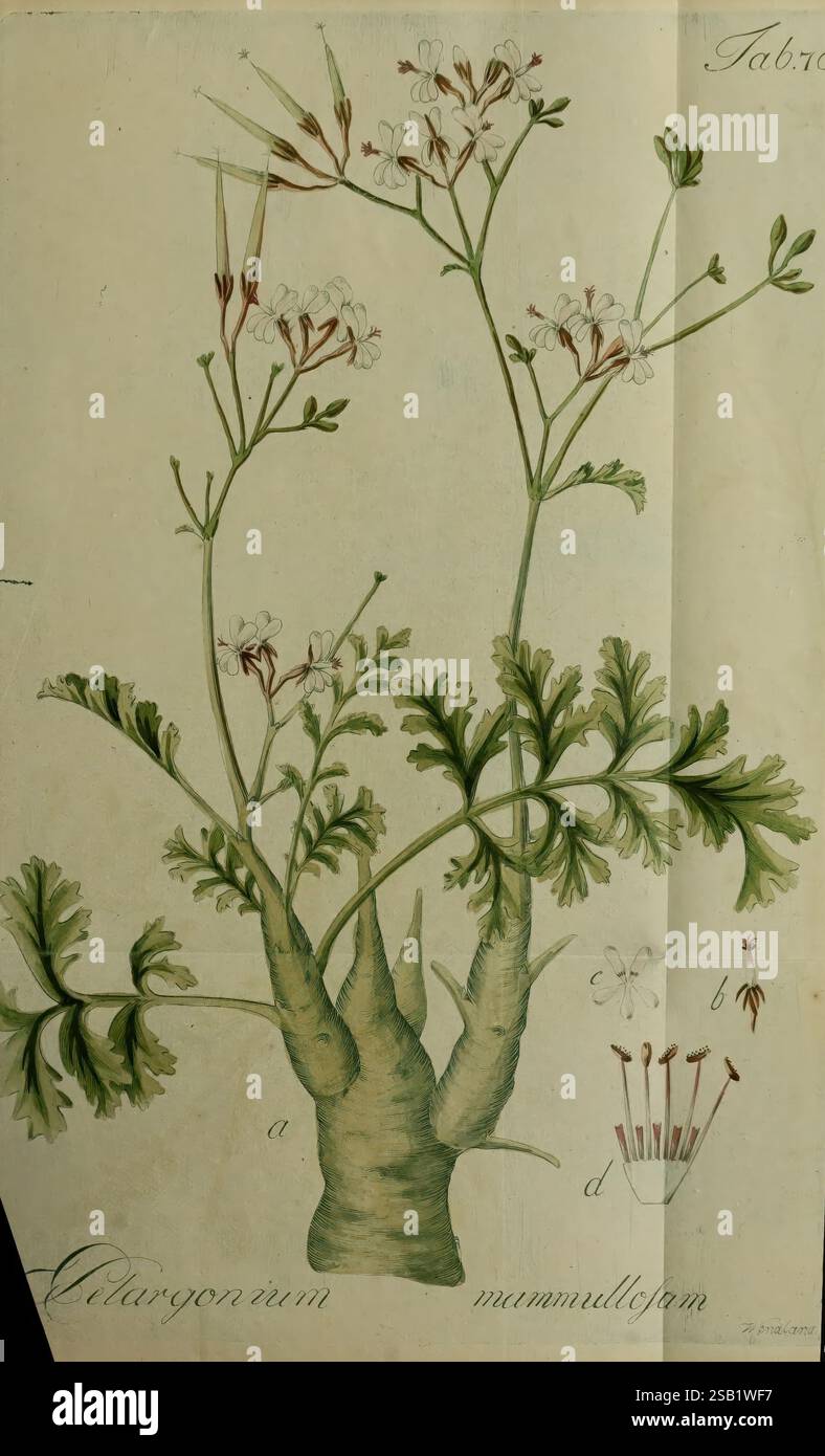 Collectio Plantarum Tam Exoticarum, Quam Indigenarum, Cum Delineatione ...