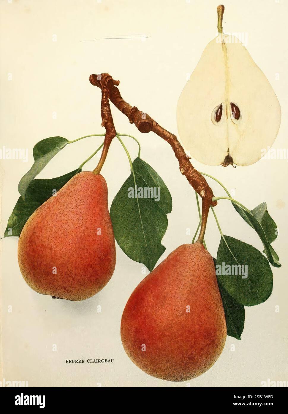 The pears of New York Albany Lyon 1921 culture pyrus Beurre Clairgeau ...