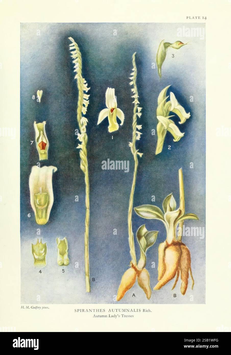 Label highlights critical features hi-res stock photography and images ...