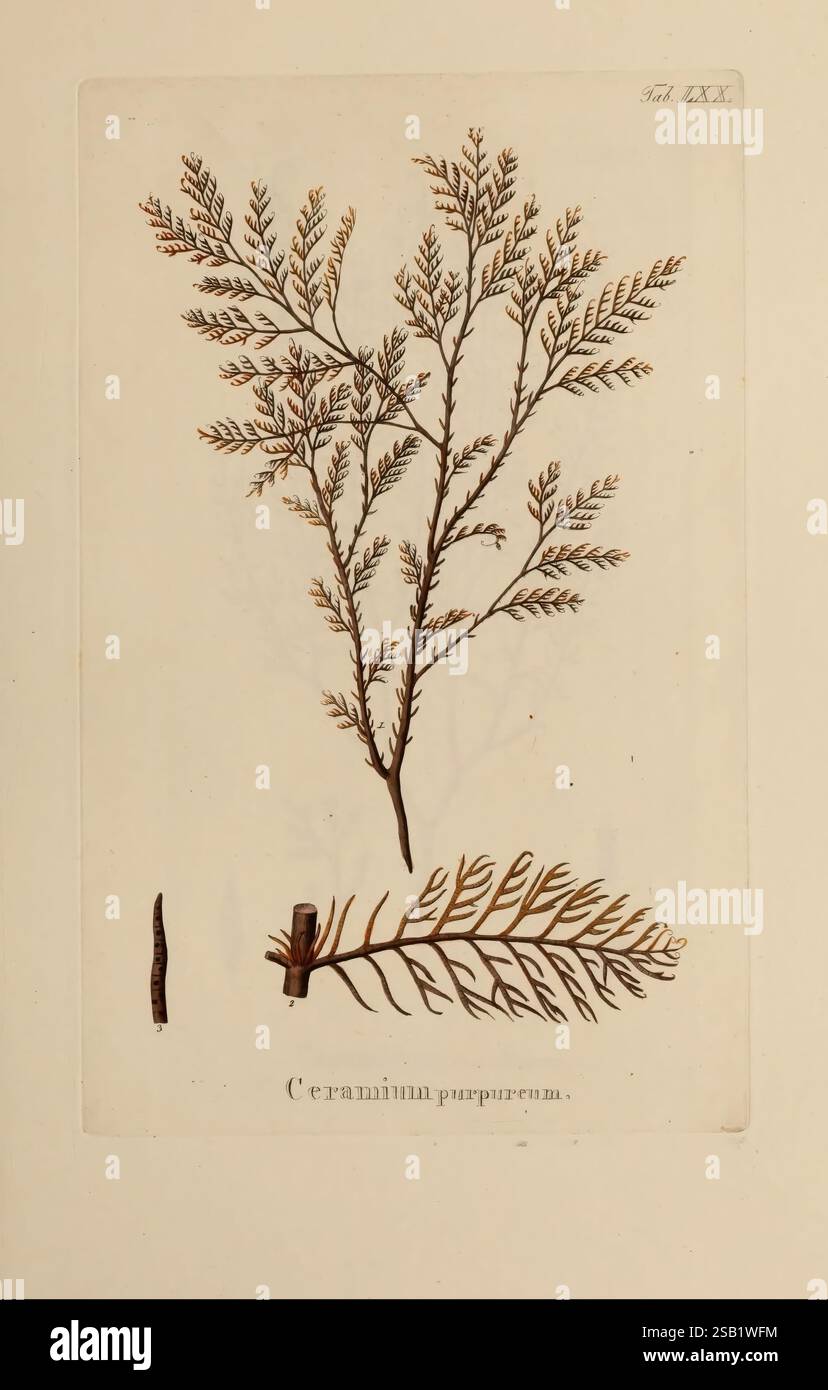 Plant species ceramium purpureum hi-res stock photography and images ...