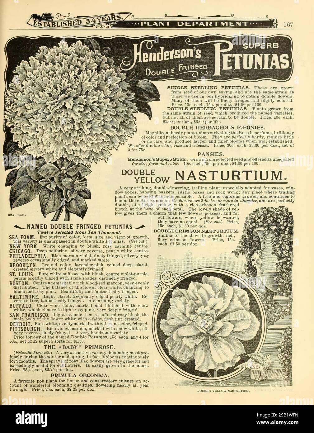 Superb petunias hi-res stock photography and images - Alamy