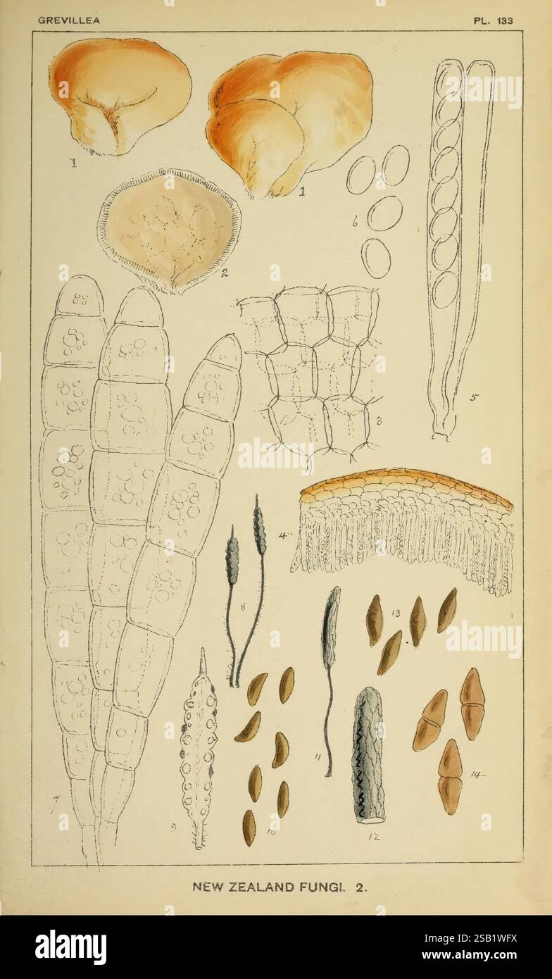 Grevillea, London, 1872-1894, cryptogamia, cryptogams, periodicals ...