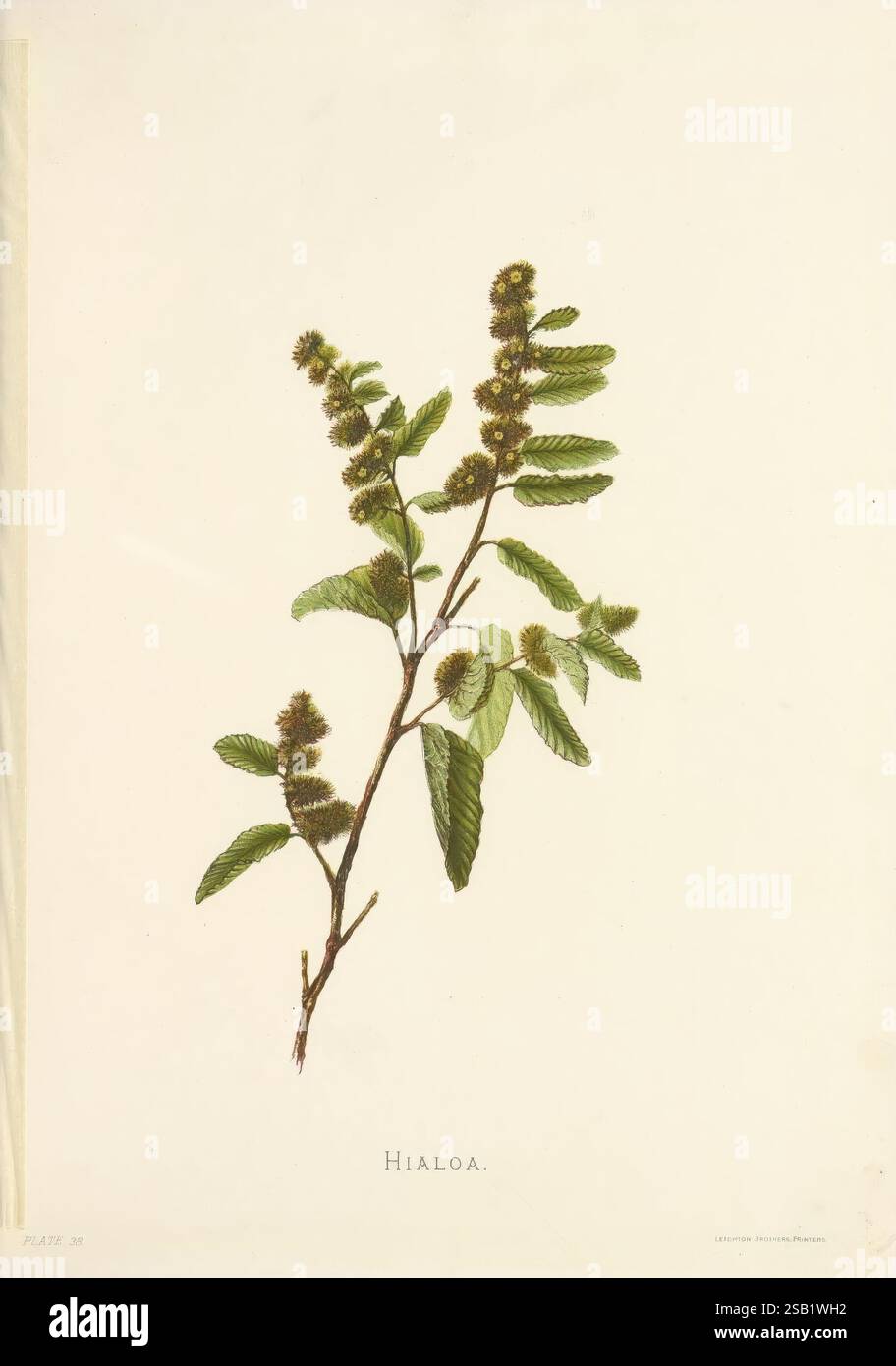 Indigenous, flowers, of the, Hawaiian, islands, London, Sampson, Low ...