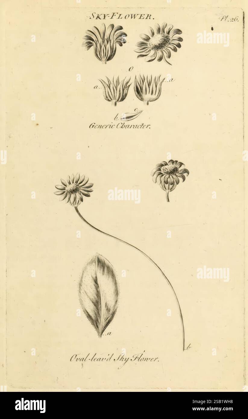 Multiple sketches detailing hi-res stock photography and images - Alamy