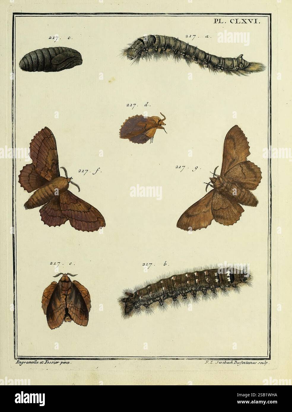 Papillons d'Europe, peints d'après nature, A Paris, Chez P.M ...