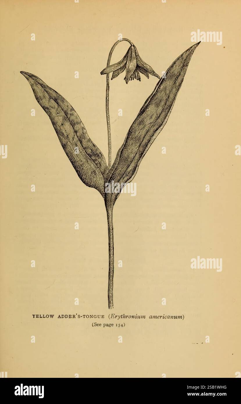 Illustration features yellow adders tongue hi-res stock photography and ...