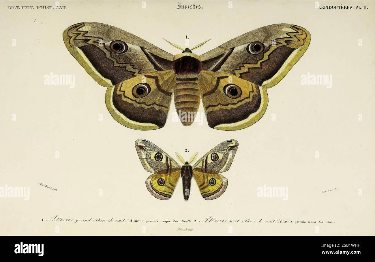 The illustration showcases two detailed depictions of the same ...