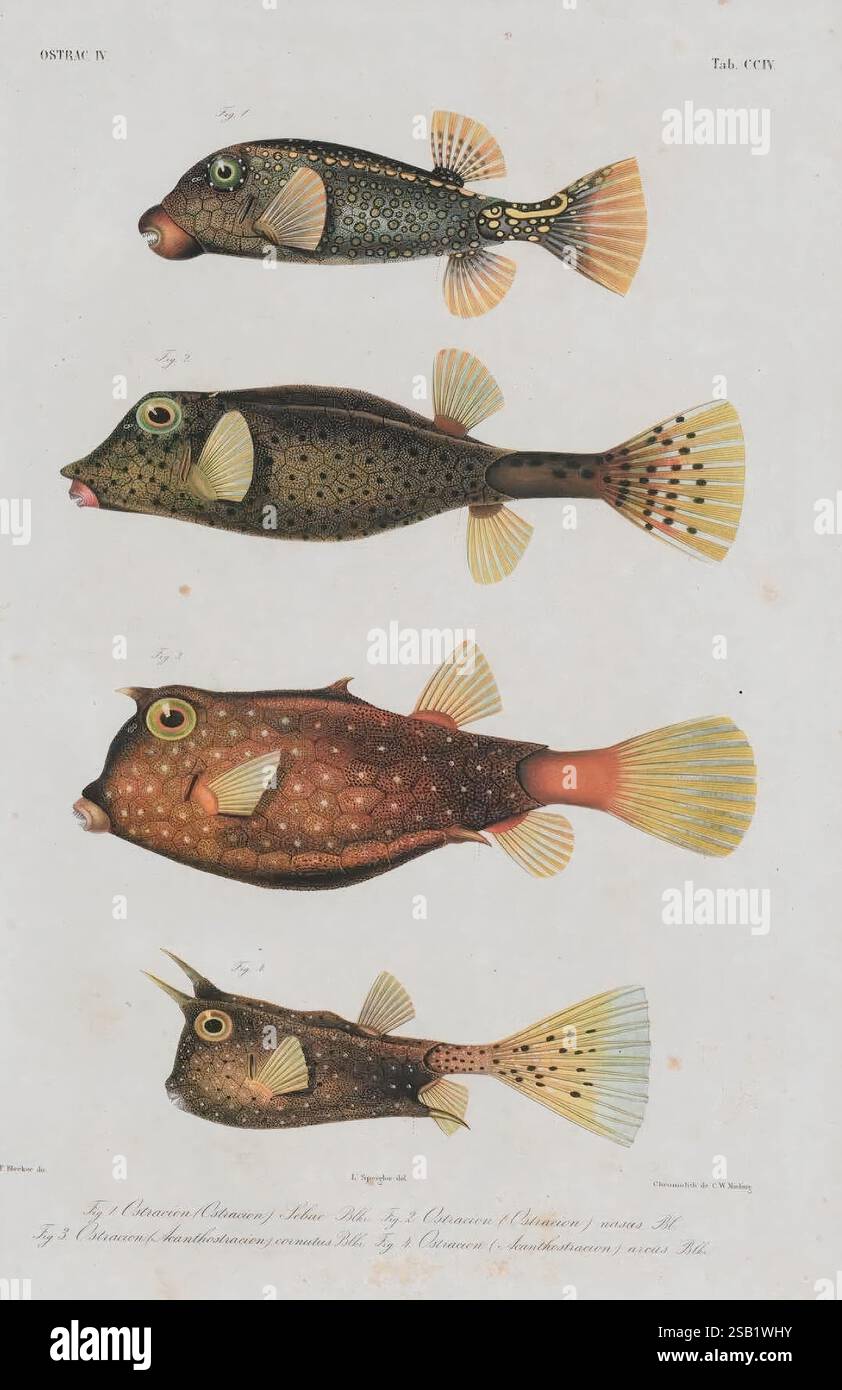 Third fish showcases hi-res stock photography and images - Alamy