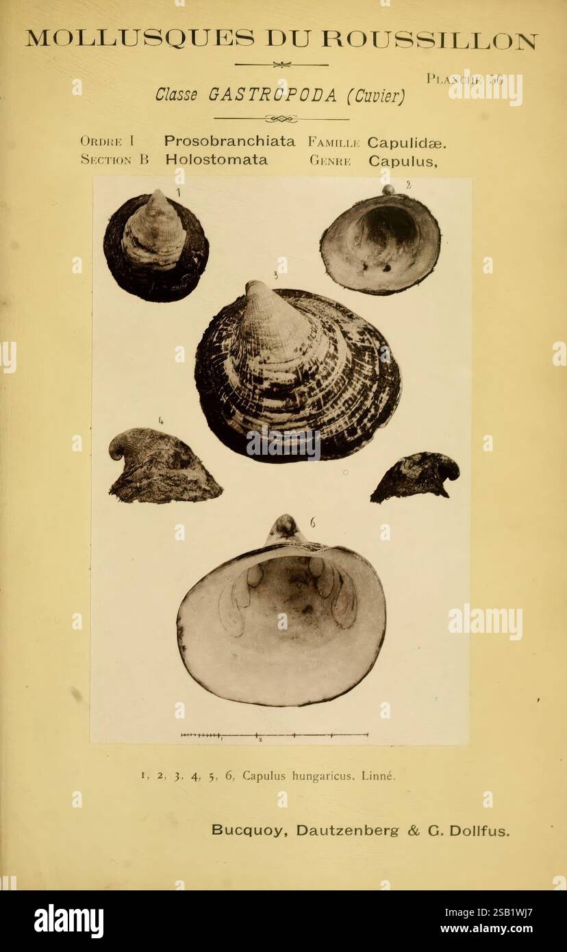 Species capulus hungaricus hi-res stock photography and images - Alamy