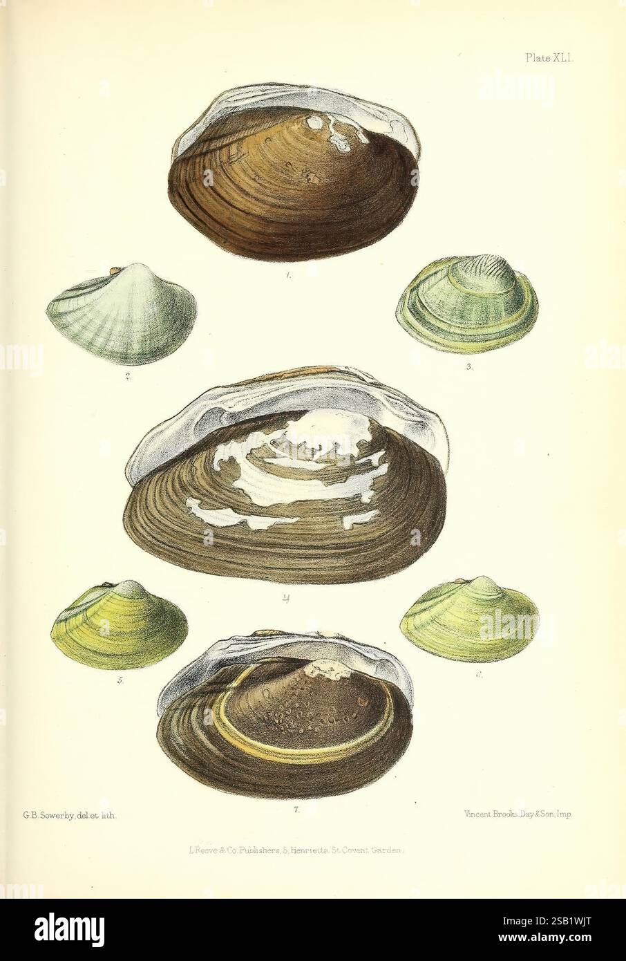 Conchologia Indica London L. Reeve & Co. 1876 India Mollusks Pictorial ...