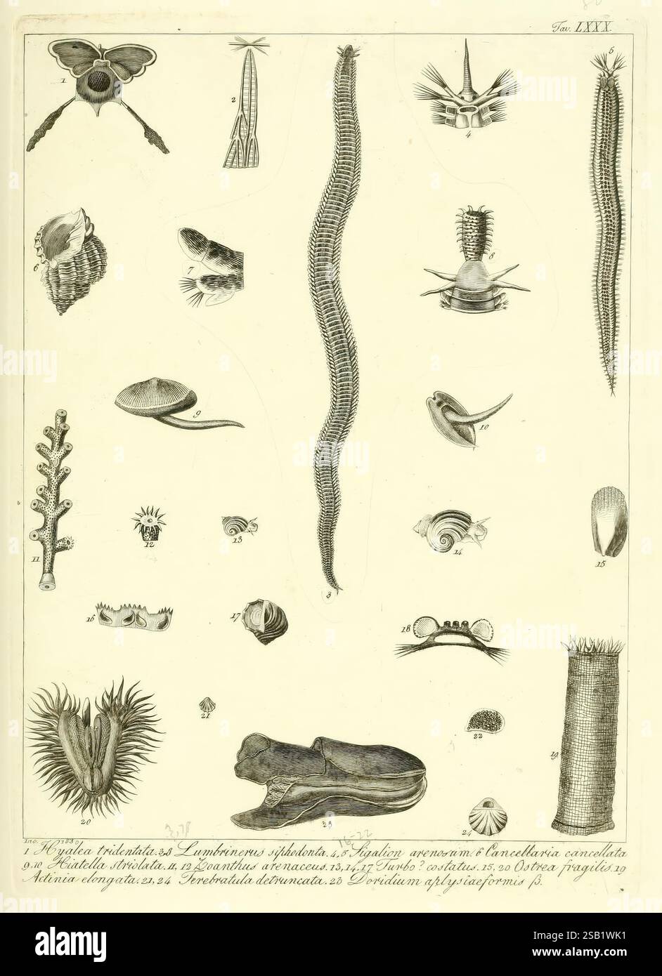 Multiple larval stages hi-res stock photography and images - Alamy