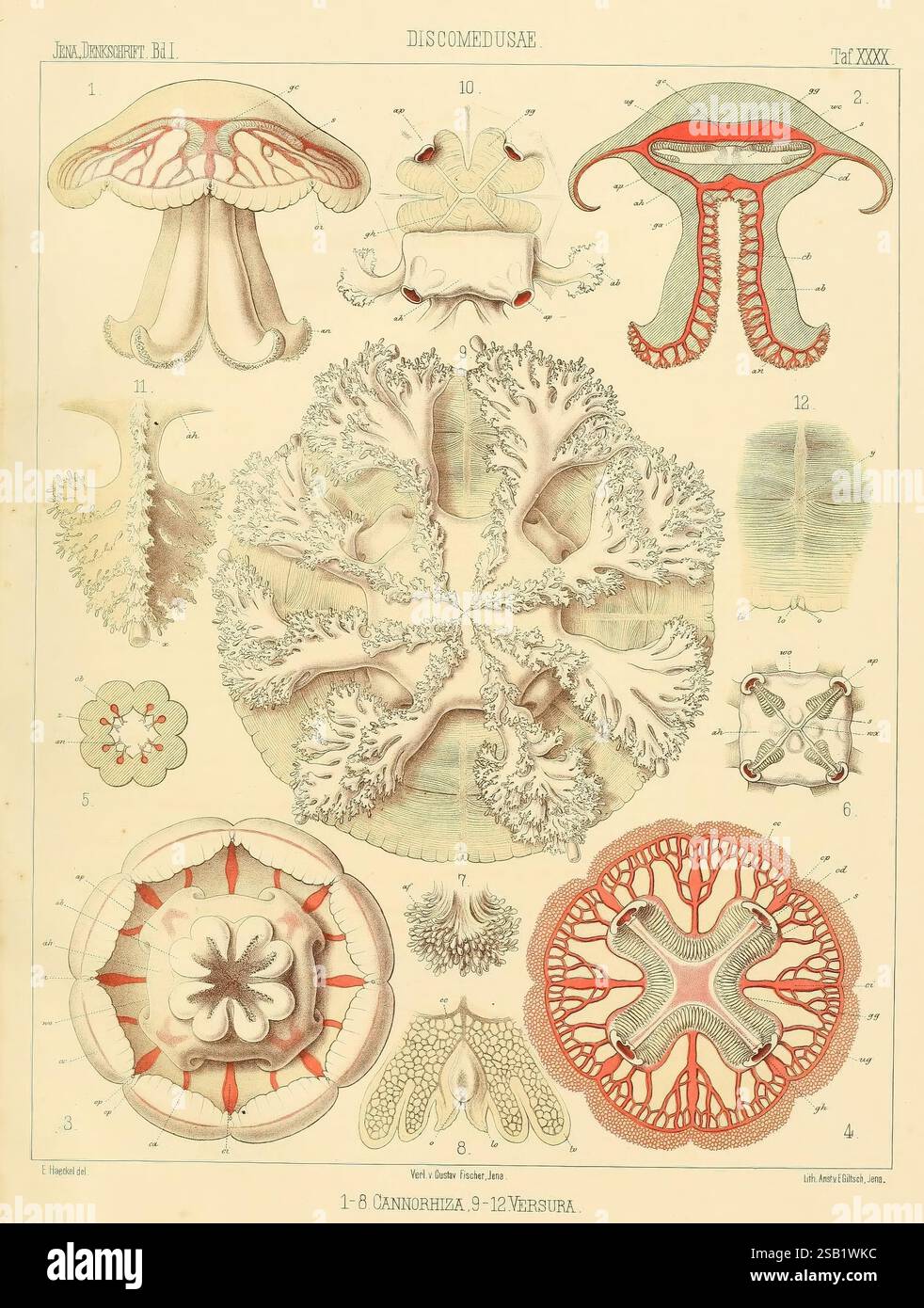 Tentacle configurations hi-res stock photography and images - Alamy