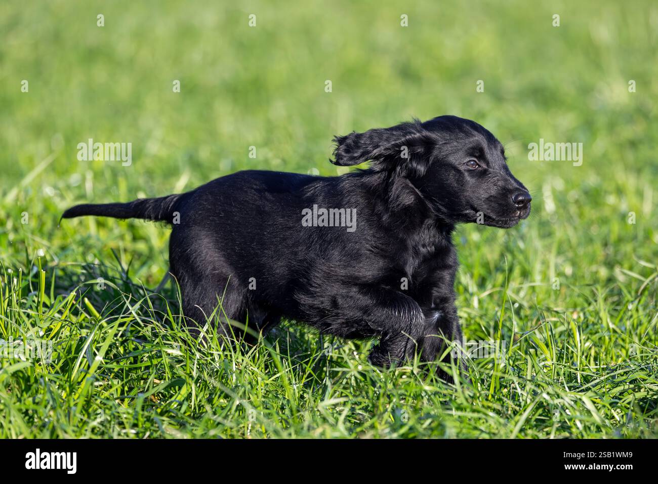 Black flat-coated retriever, cute 9-week-old puppy running in field ...