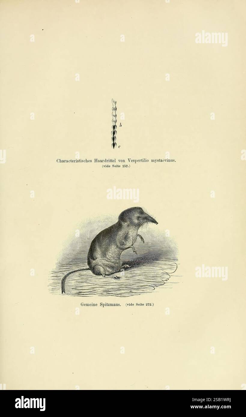 Shrew stands hi-res stock photography and images - Alamy