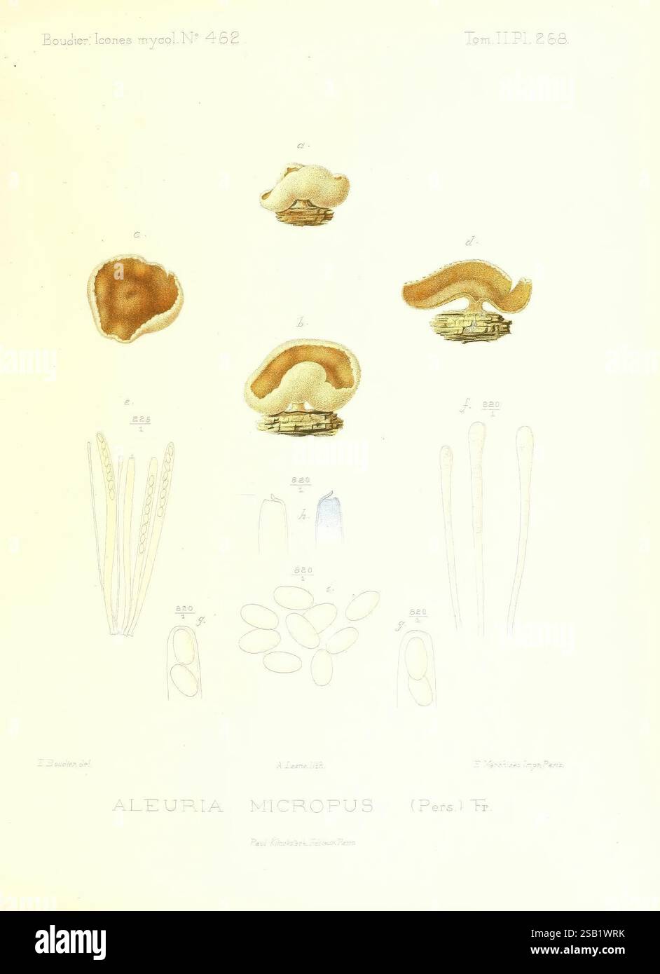 Various spore types hi-res stock photography and images - Alamy