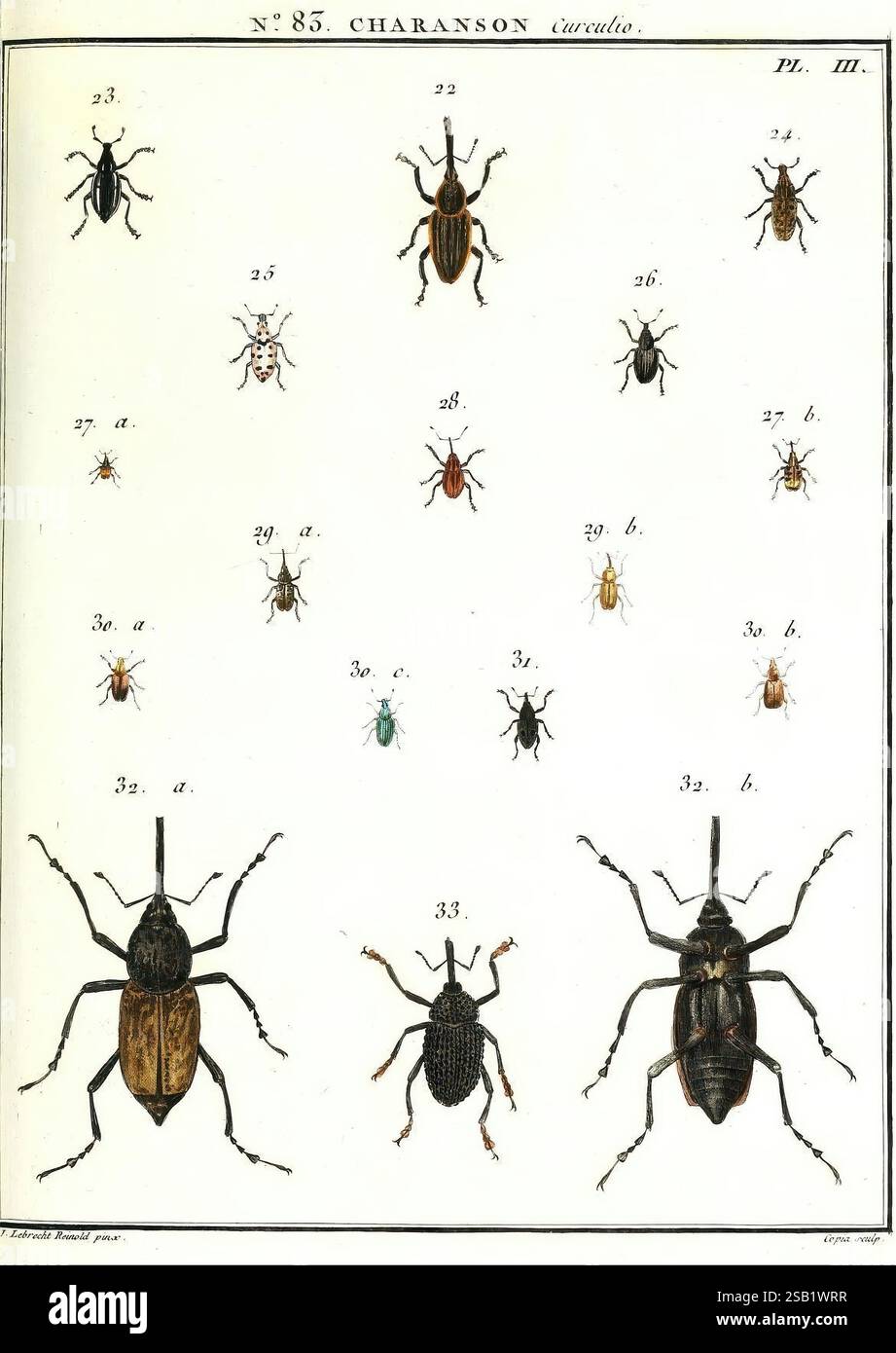 Two larger beetles stand hi-res stock photography and images - Alamy