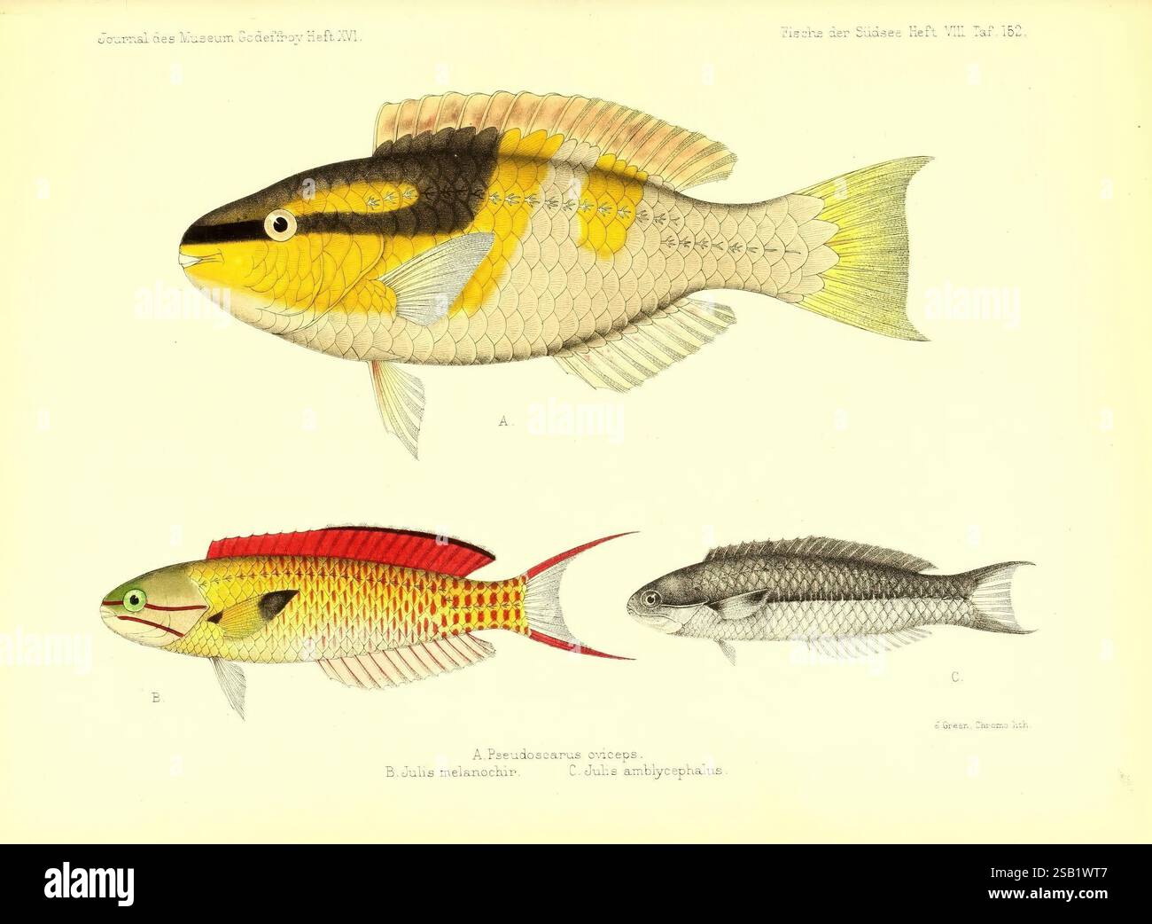 Andrew Garrett's Fische der Südsee, Hamburg, L. Friederichsen & Co ...