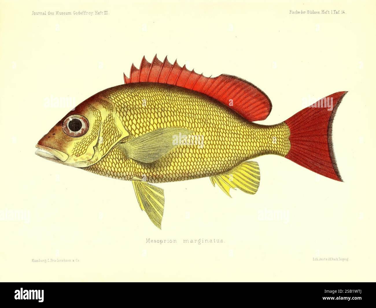 Striking red dorsal fin hi-res stock photography and images - Alamy