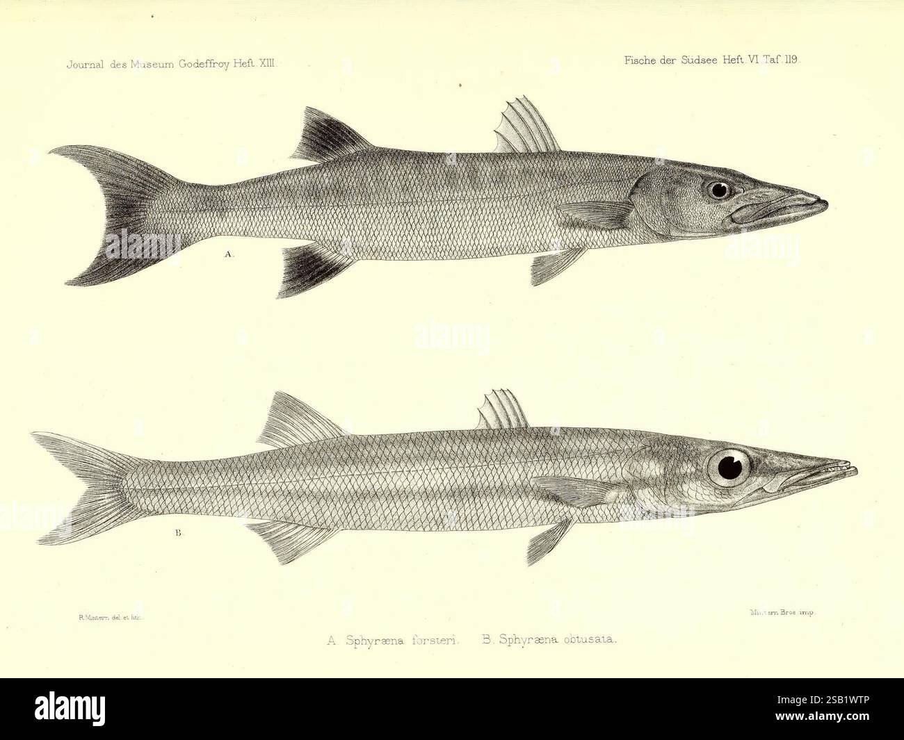 Andrew Garrett's Fische der Südsee, Hamburg, L. Friederichsen & Co ...