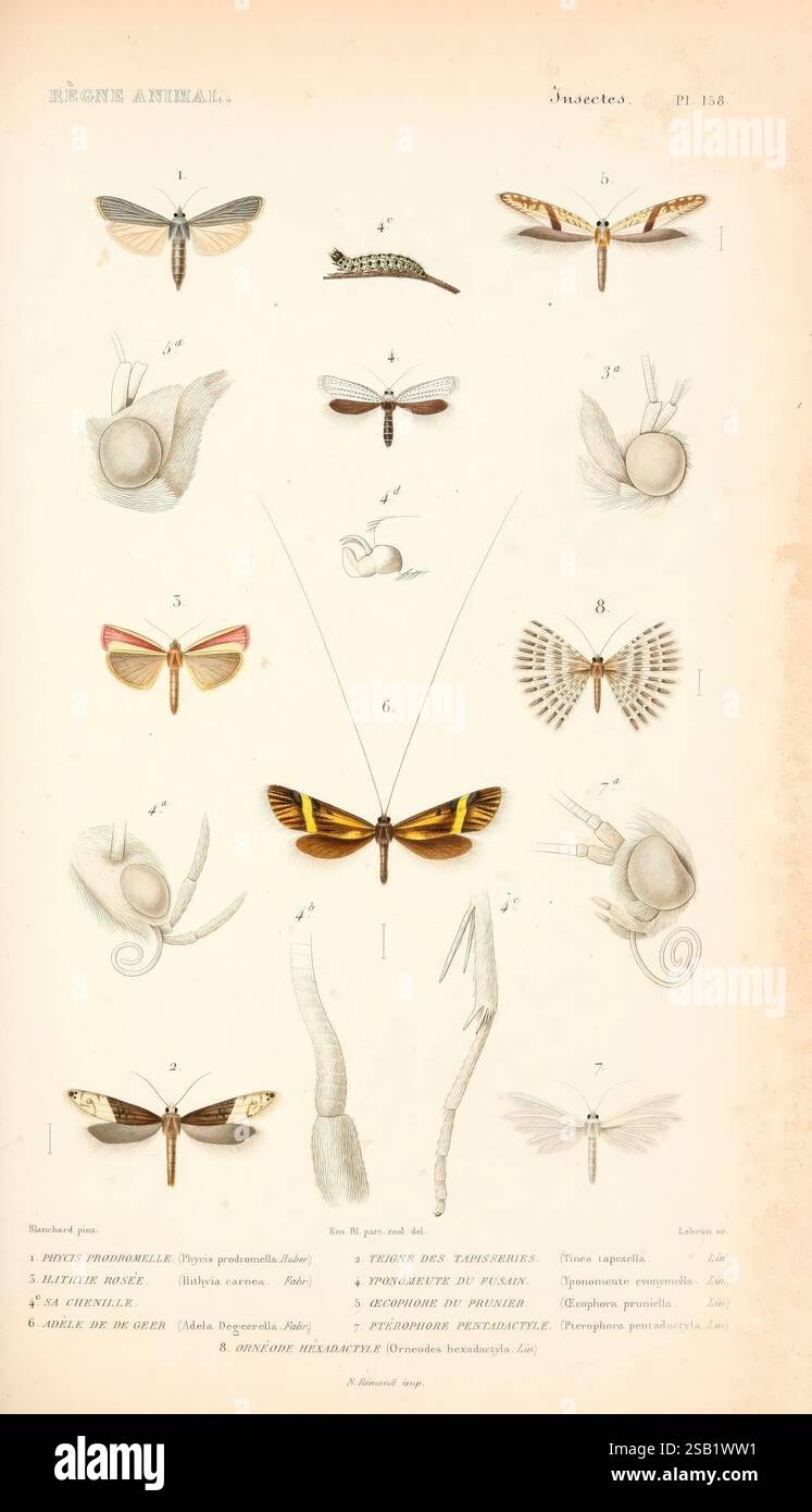 Insect Classification Identification Insect Detect Docs