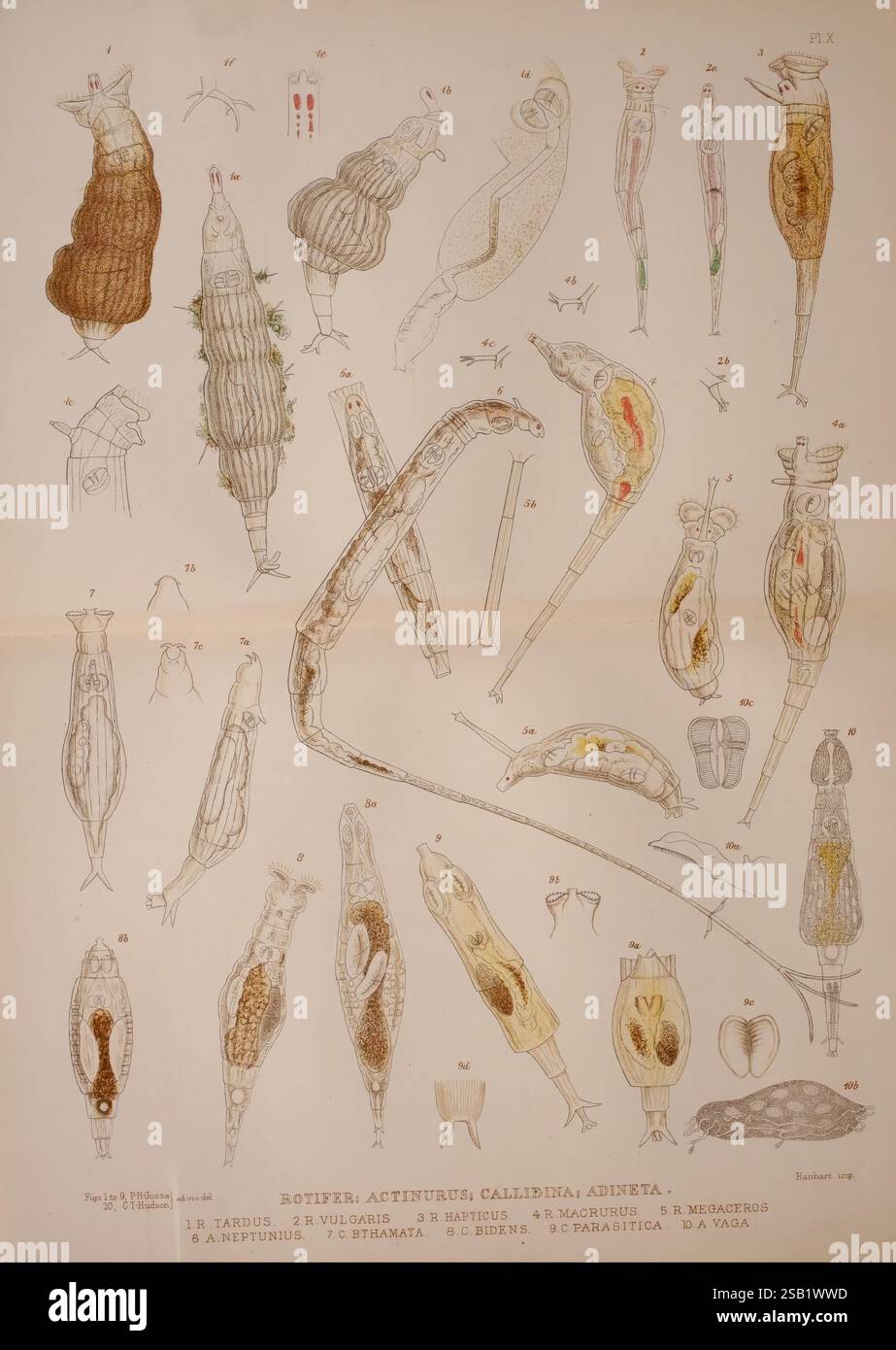 The, Rotifera, London, Longmans, Green, 1889, rotifera, microscopic ...